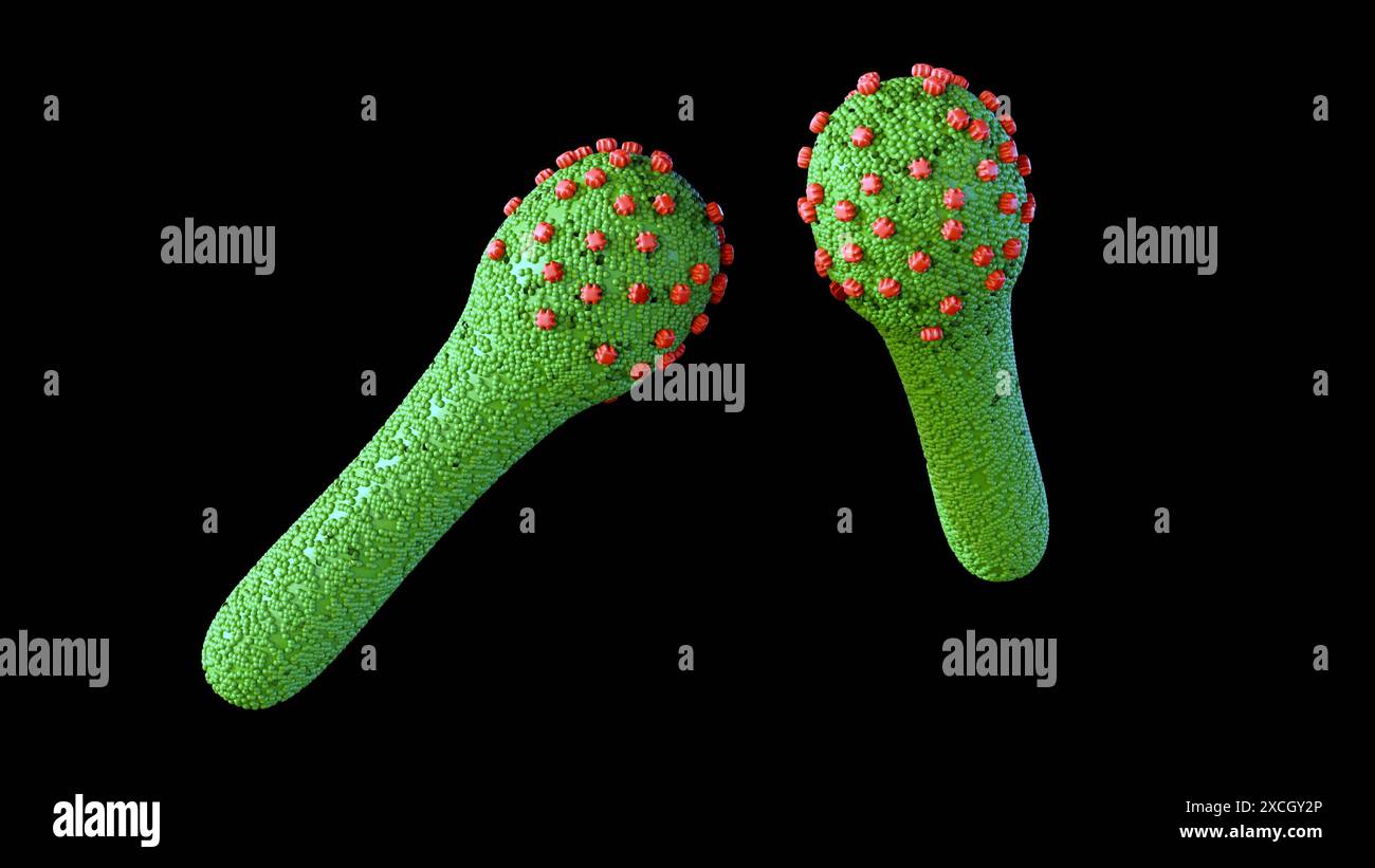 3d rendering of baculovirus lifecycle are known to infect insects, the ...