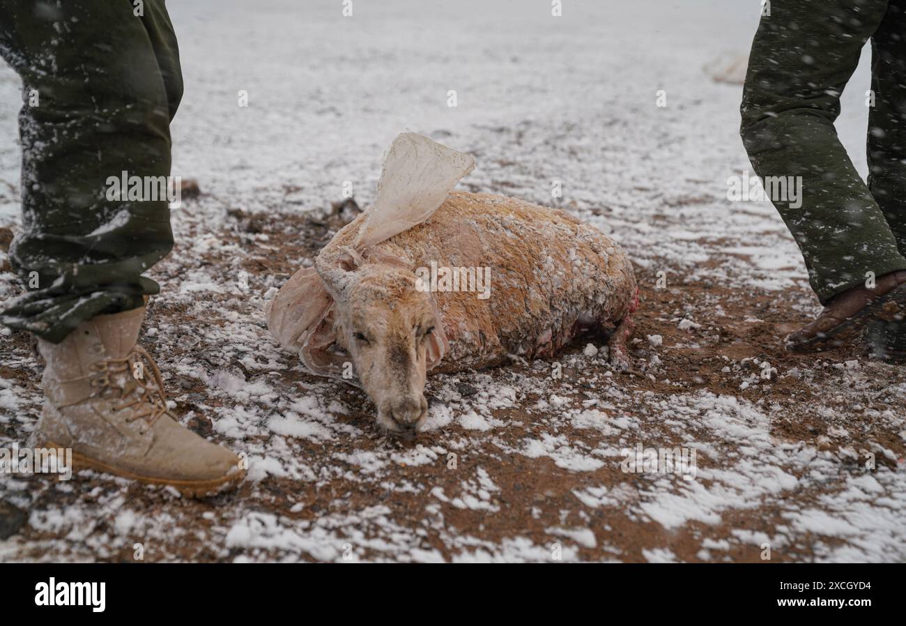 (240617) -- LHASA, June 17, 2024 (Xinhua) -- Rangers check an injured ...