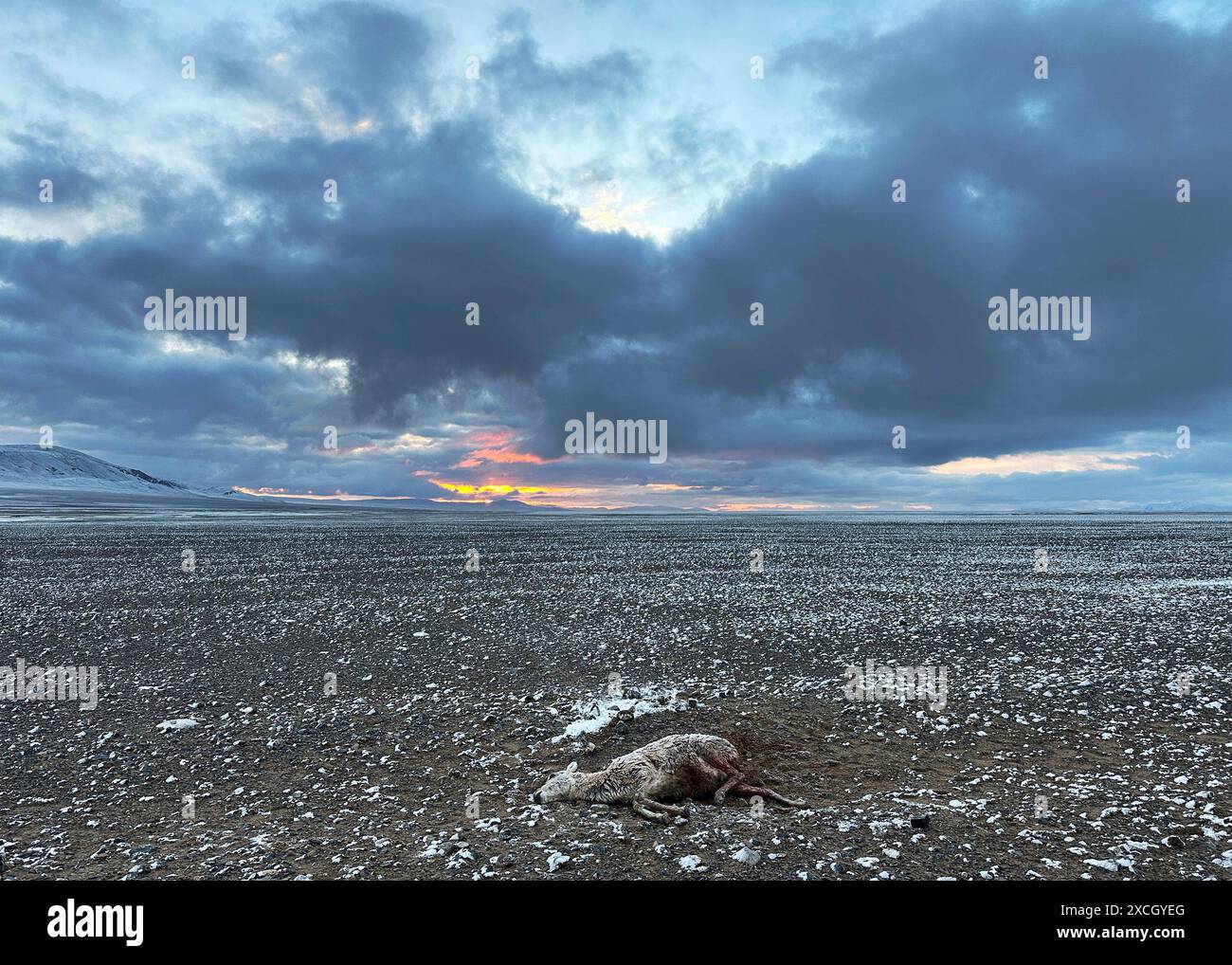 (240617) -- LHASA, June 17, 2024 (Xinhua) -- This photo taken on June ...