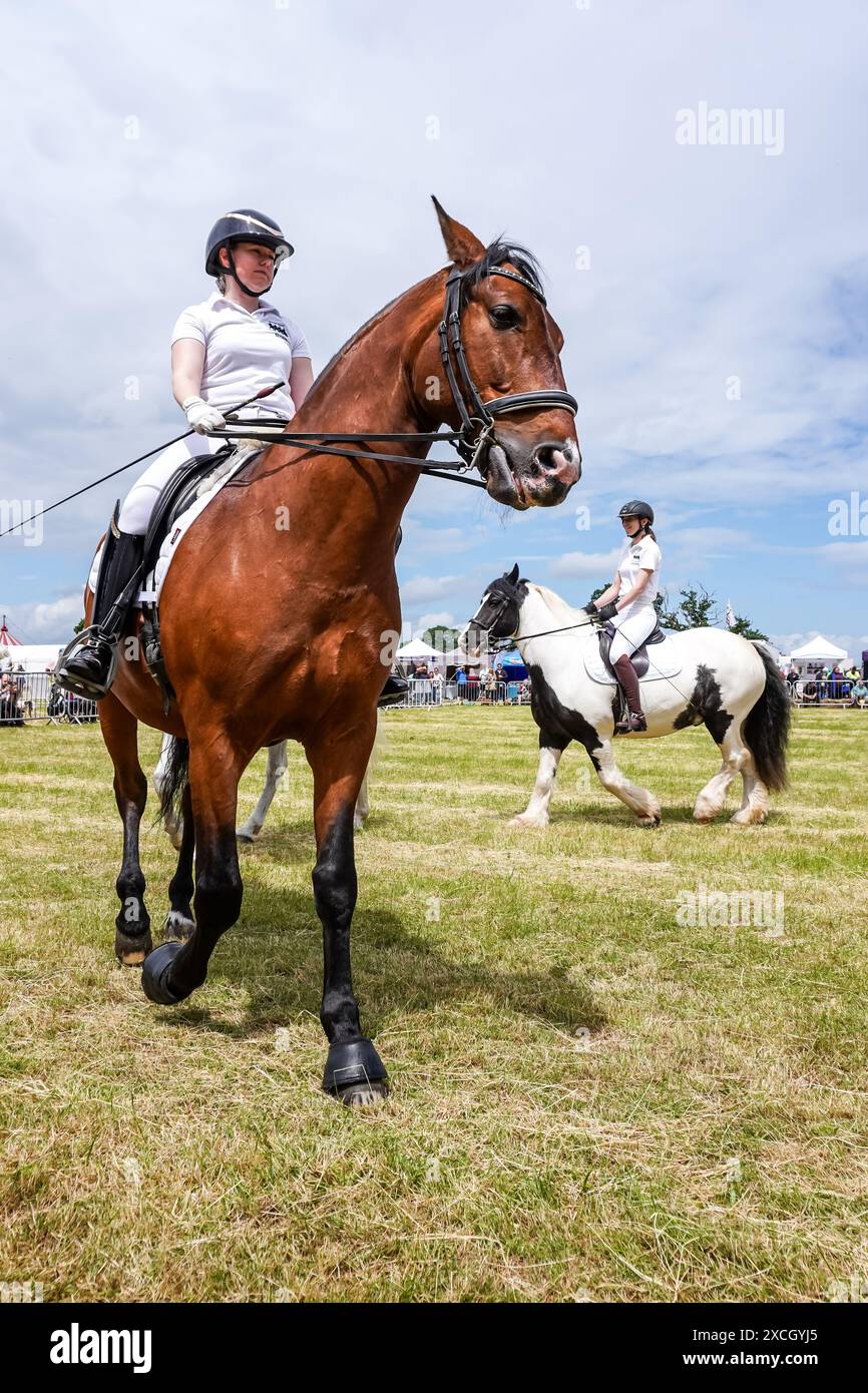Dog festival thomas faull hi-res stock photography and images - Alamy