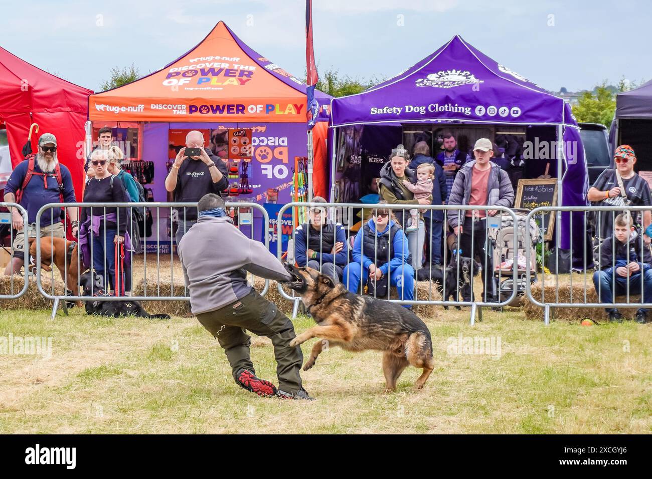 Dog festival thomas faull hi-res stock photography and images - Alamy
