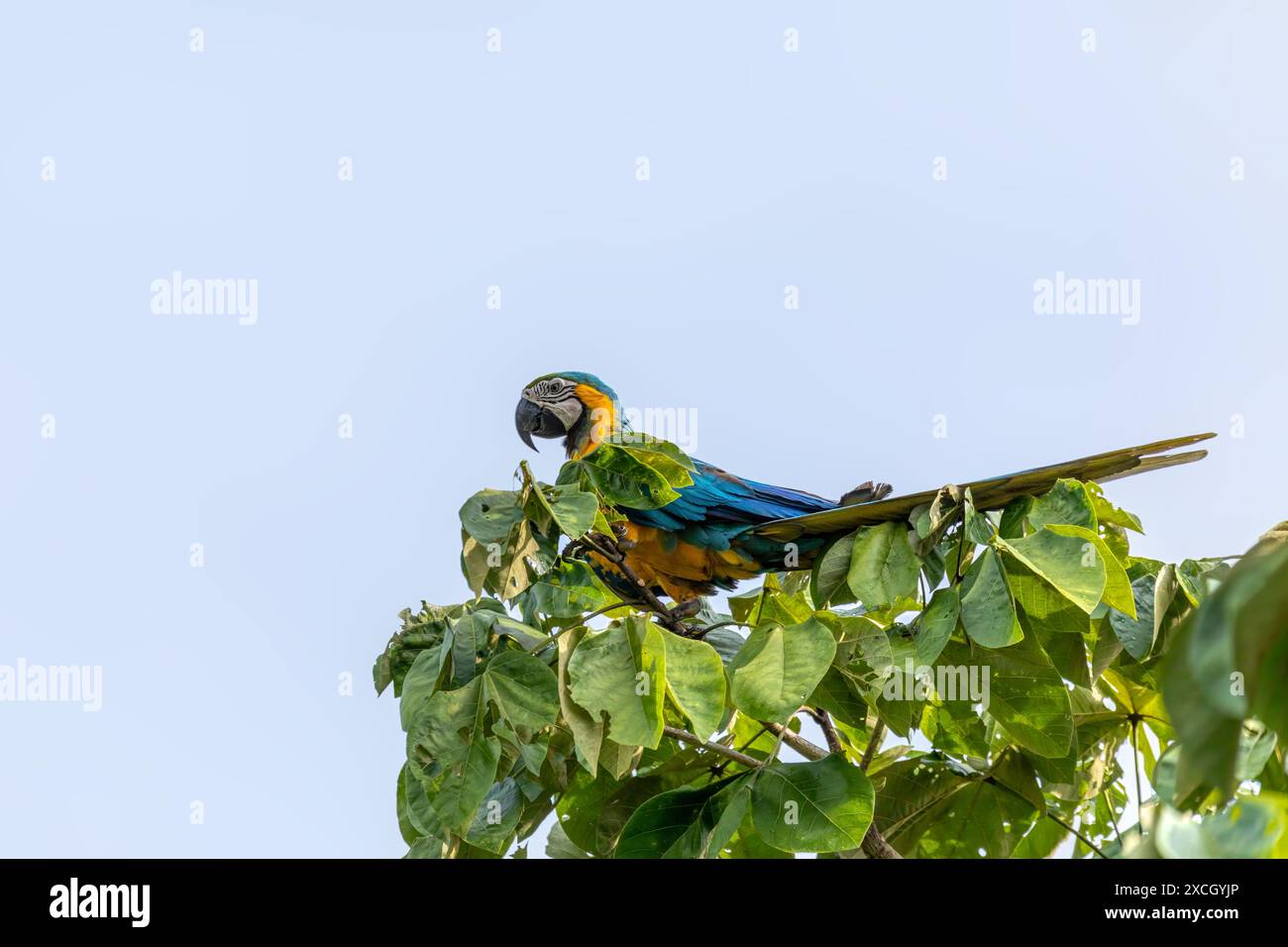 Blue-and-yellow macaw (Ara ararauna), also known as the blue-and-gold ...