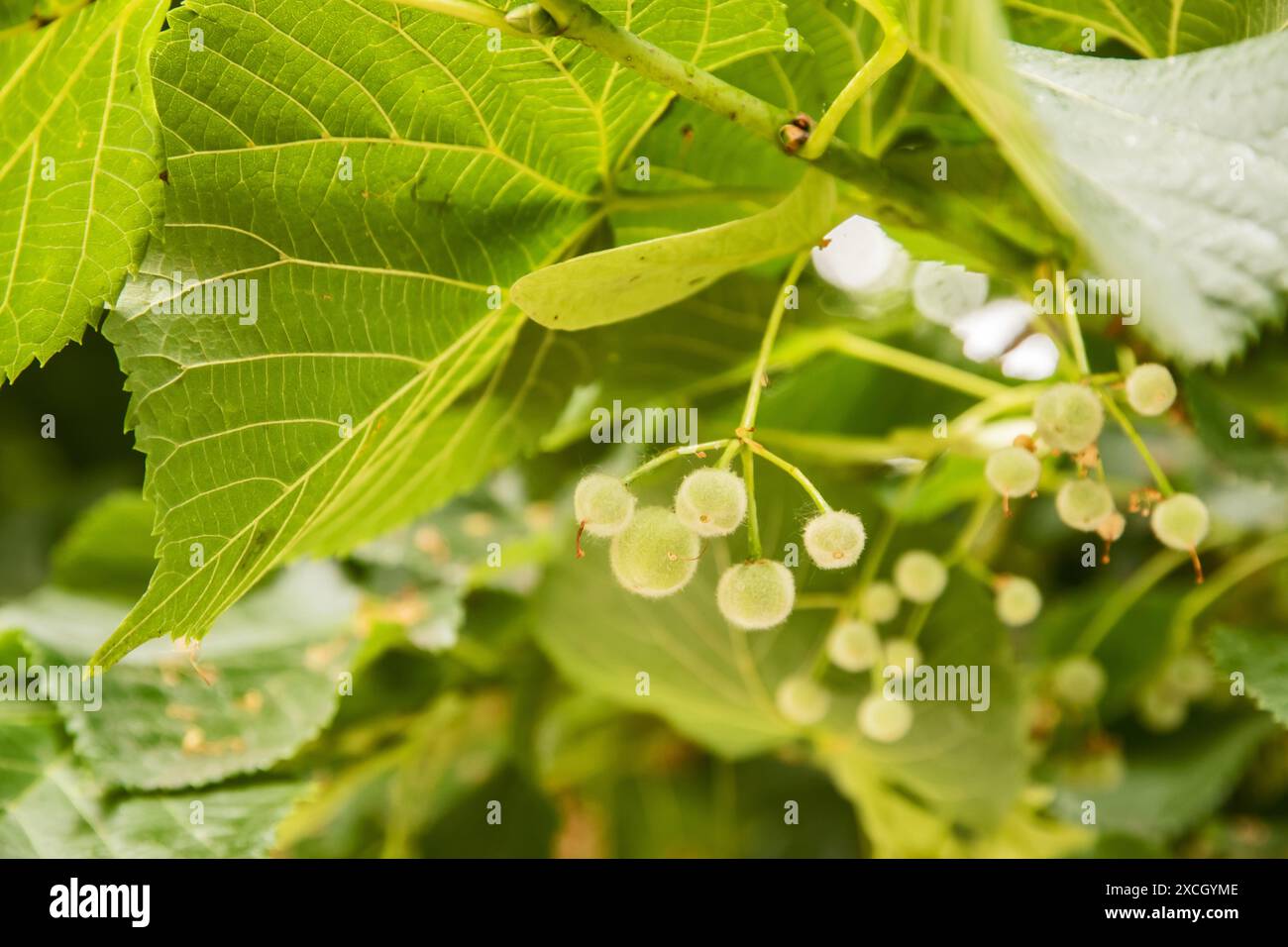 Unbloomed buds of lime blossom tree branch closeup as floral background ...