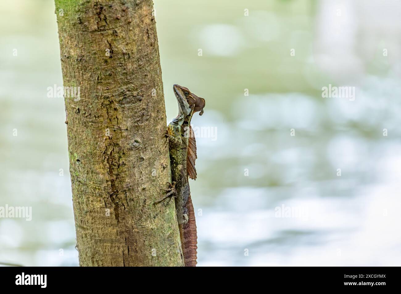 Brown basilisk (Basiliscus vittatus), striped basilisk or common ...