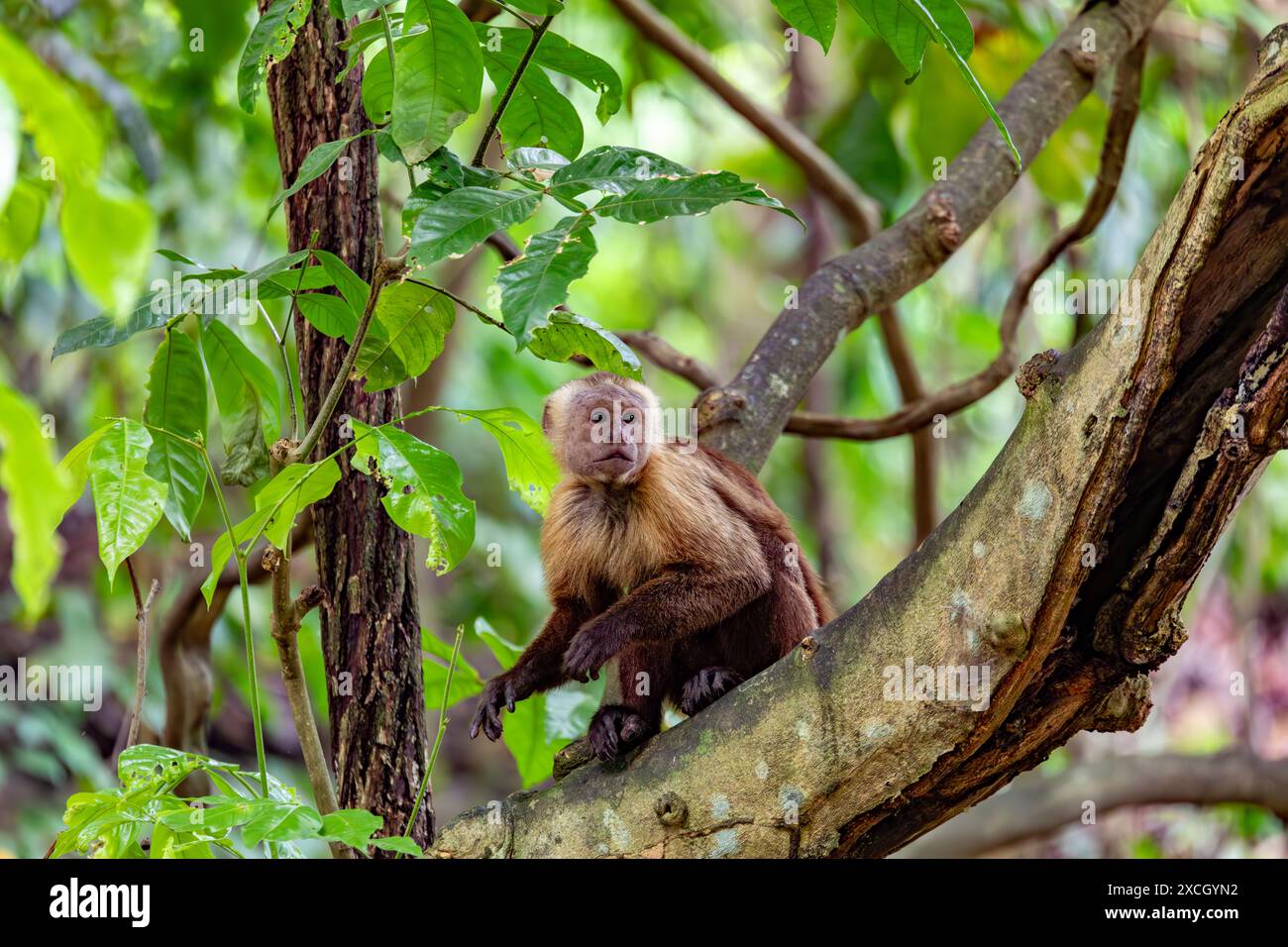 Varied white-fronted capuchin (Cebus versicolor), species of gracile ...