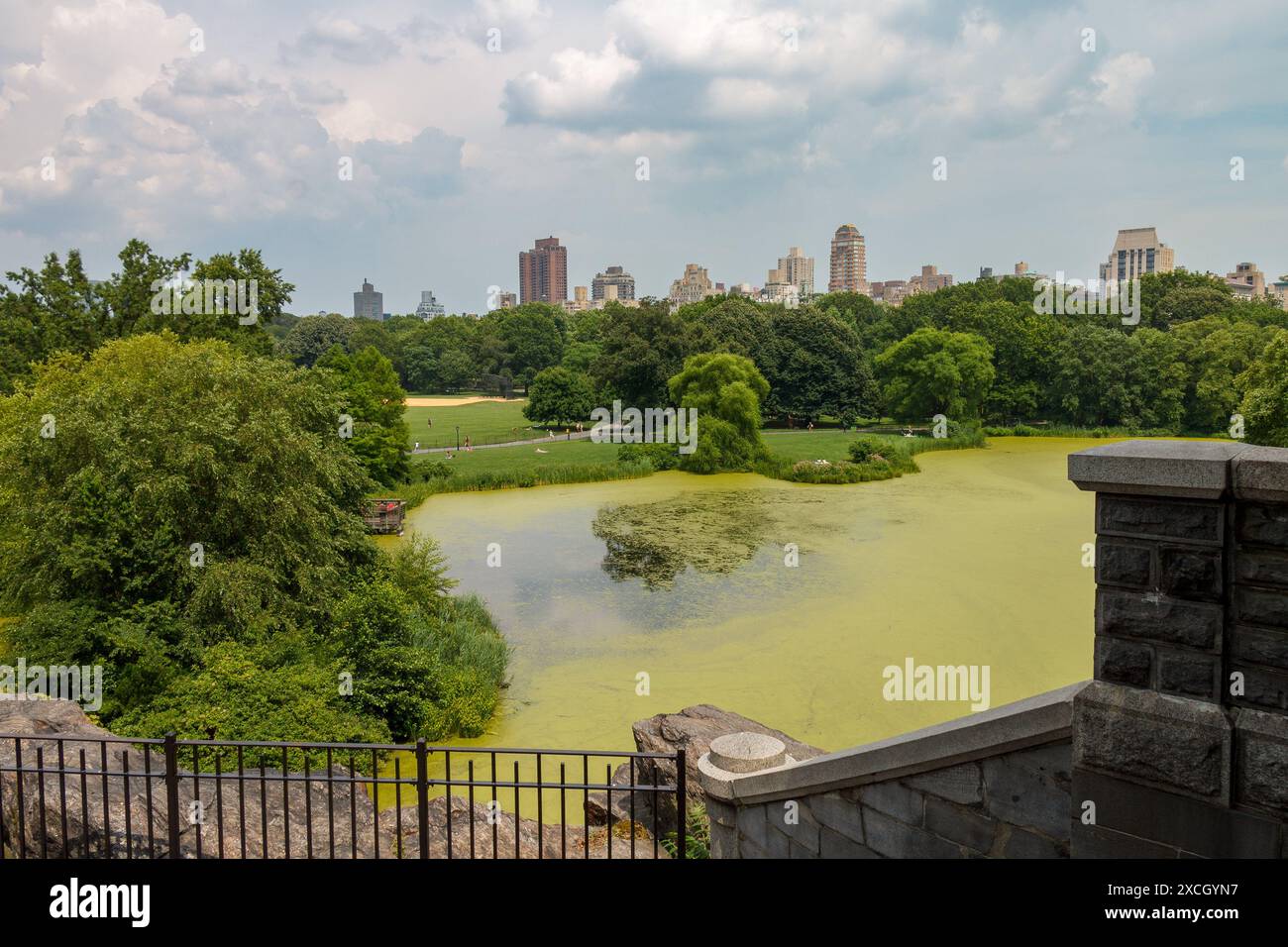 A vast yellow pond encircled by tall green trees in Central Park ...