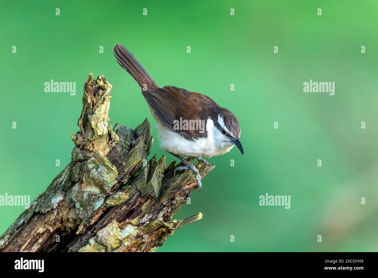 Bicolored wren (Campylorhynchus griseus), species of bird in the family ...
