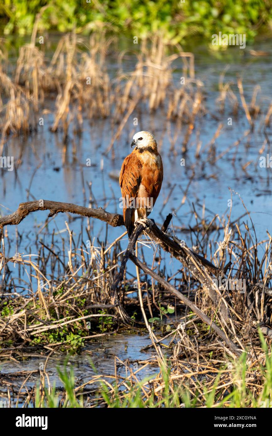 Black-collared hawk (Busarellus nigricollis), species of bird of prey ...