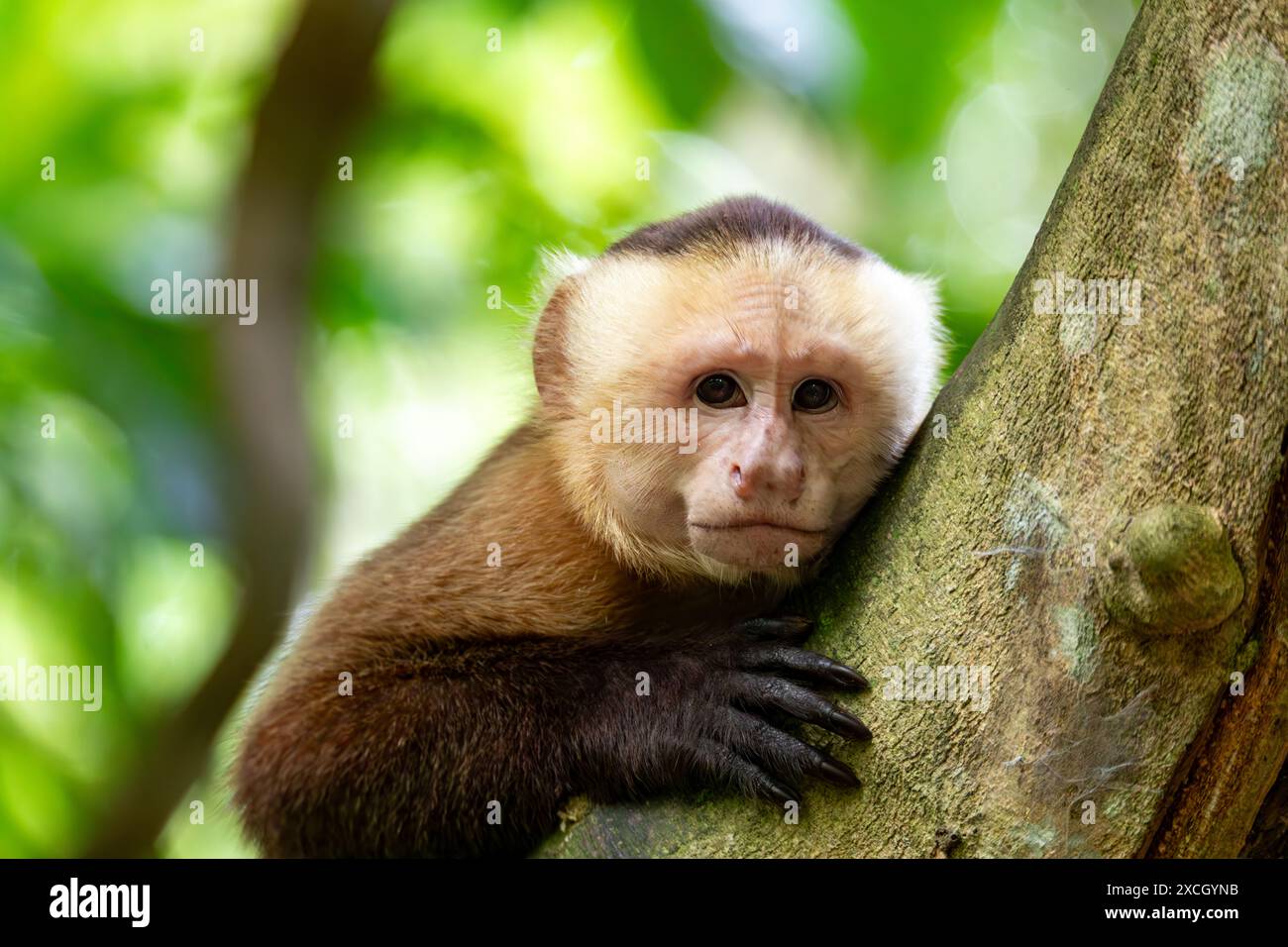 Varied white-fronted capuchin (Cebus versicolor), species of gracile ...