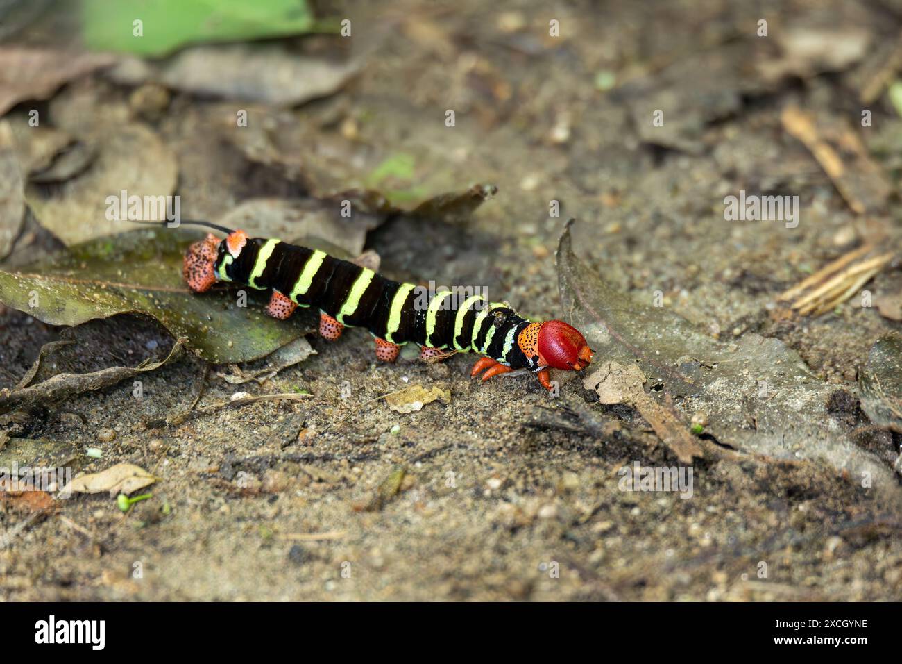 Caterpillar of Tetrio Sphinx Moth, Pseudosphinx is a monotypic moth ...