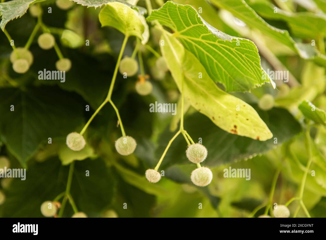 Unbloomed buds of lime blossom tree branch closeup as floral background ...