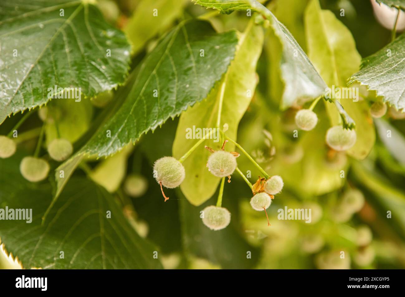 Unbloomed buds of lime blossom tree branch closeup as floral background ...