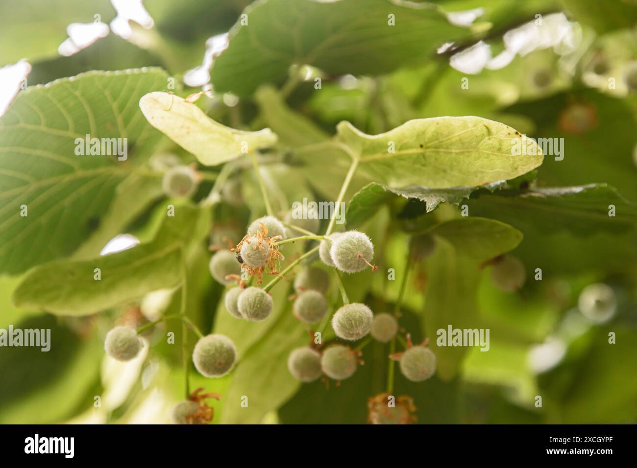Unbloomed buds of lime blossom tree branch closeup as floral background ...