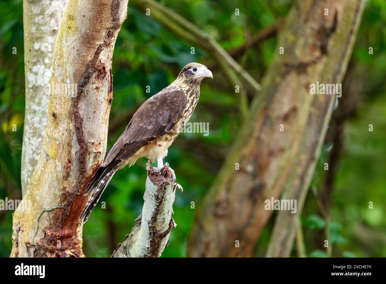 Yellow-headed caracara (Milvago chimachima or Daptrius chimachima) is a ...