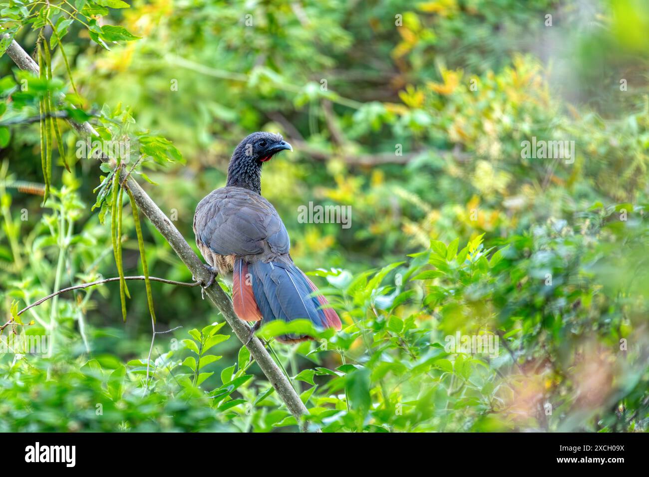 Colombian chachalaca (Ortalis columbiana), species of bird in the ...