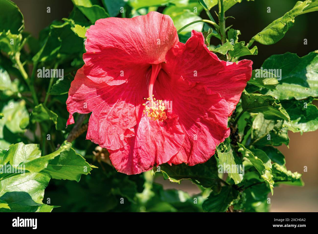Very pretty red Hibiscus flower (Hibiscus fragilis) in green background ...