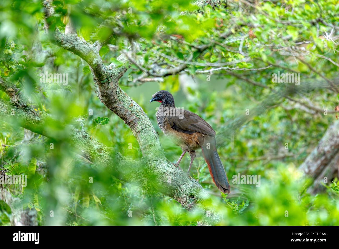 Colombian chachalaca (Ortalis columbiana), species of bird in the ...