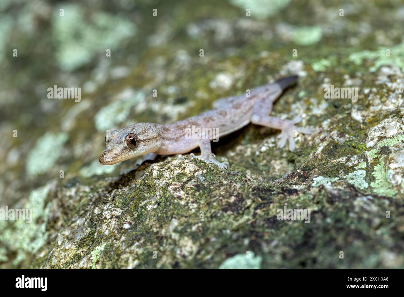 Hemidactylus, genus of the common nocturnal gecko family, Gekkonidae ...