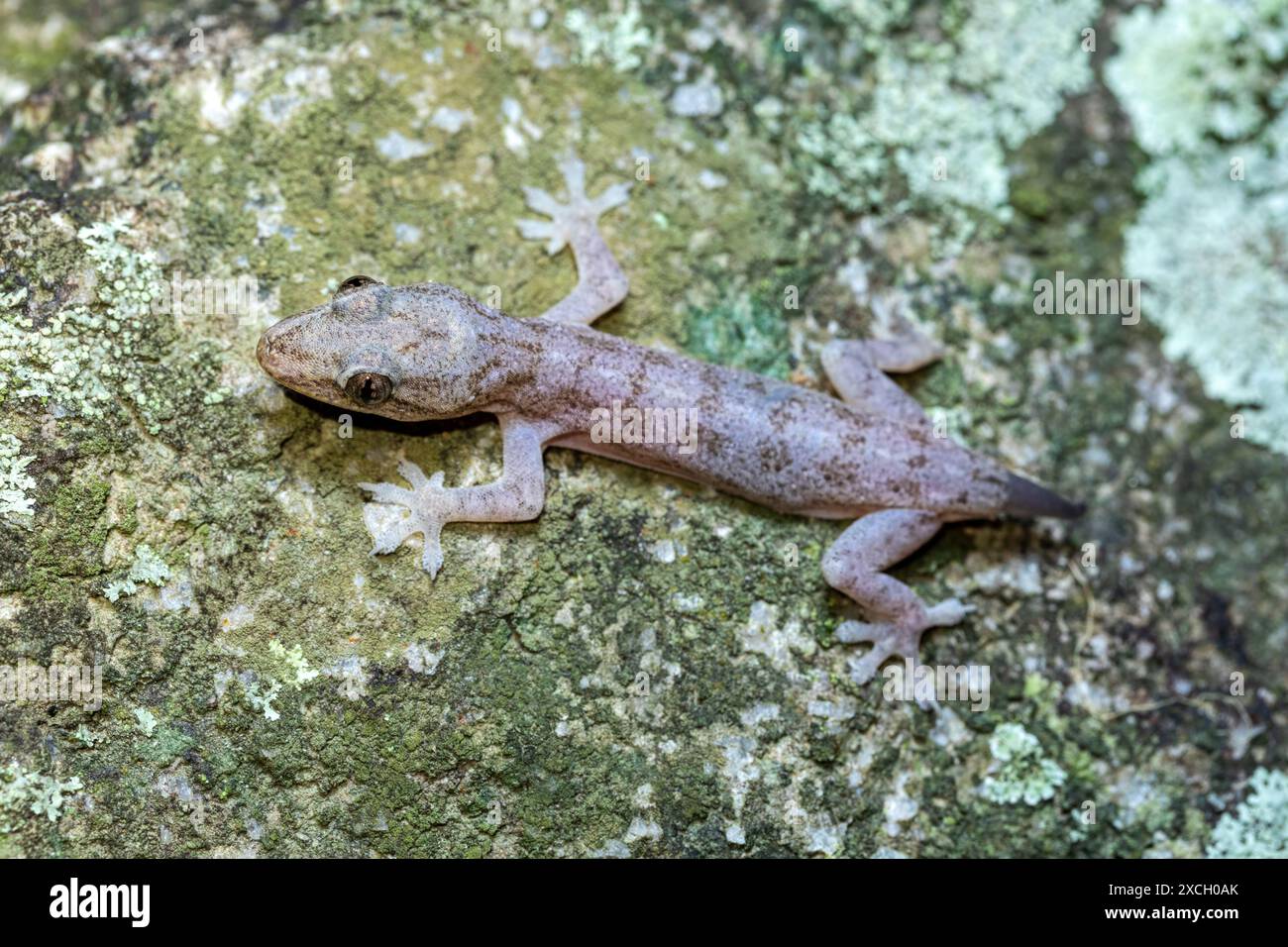 Hemidactylus, genus of the common nocturnal gecko family, Gekkonidae ...