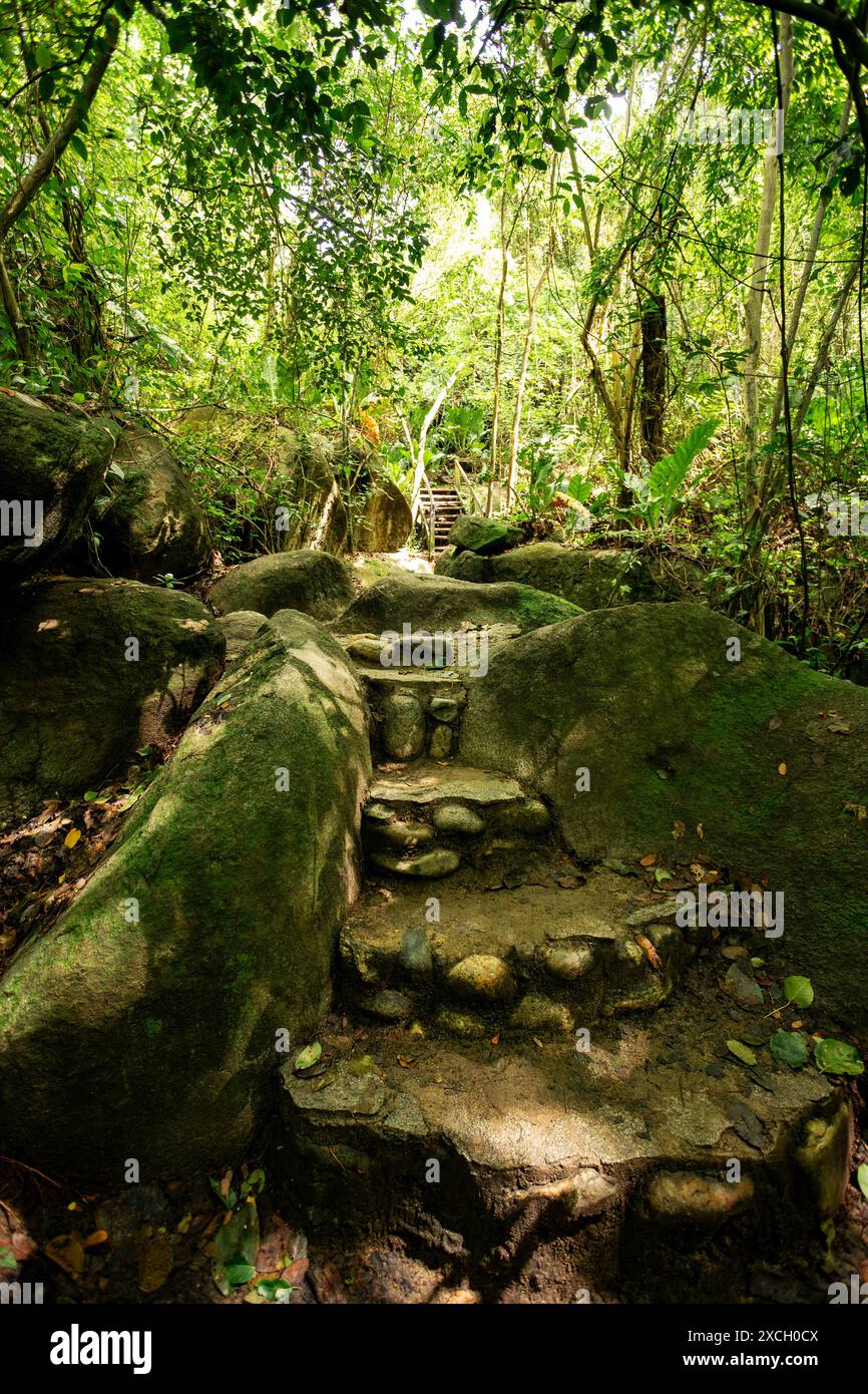 Trail in rain forest to most beautiful Caribbean beach, Playa Arenilla ...