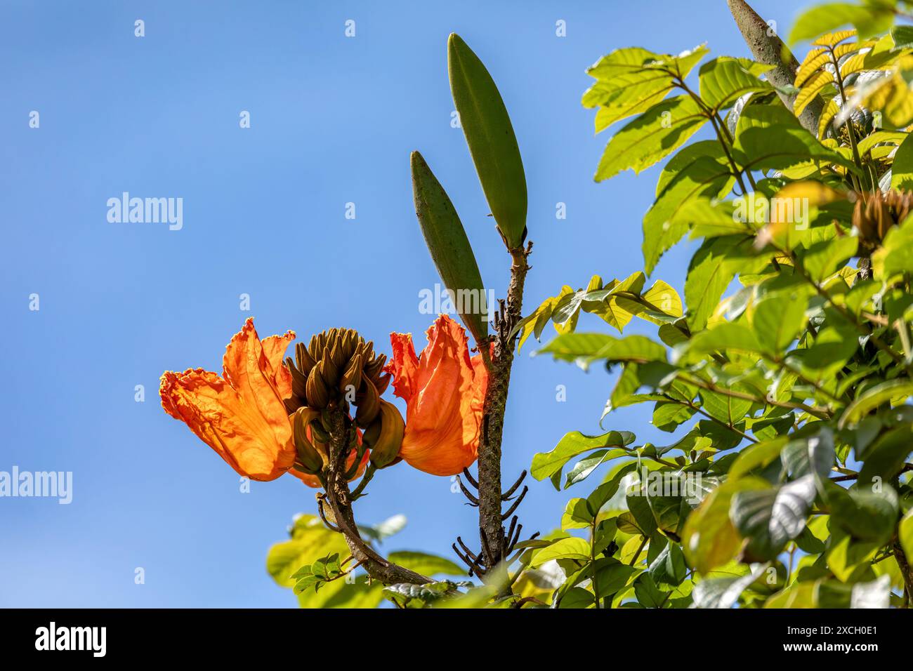 Spathodea, genus in the plant family Bignoniaceae. Spathodea ...