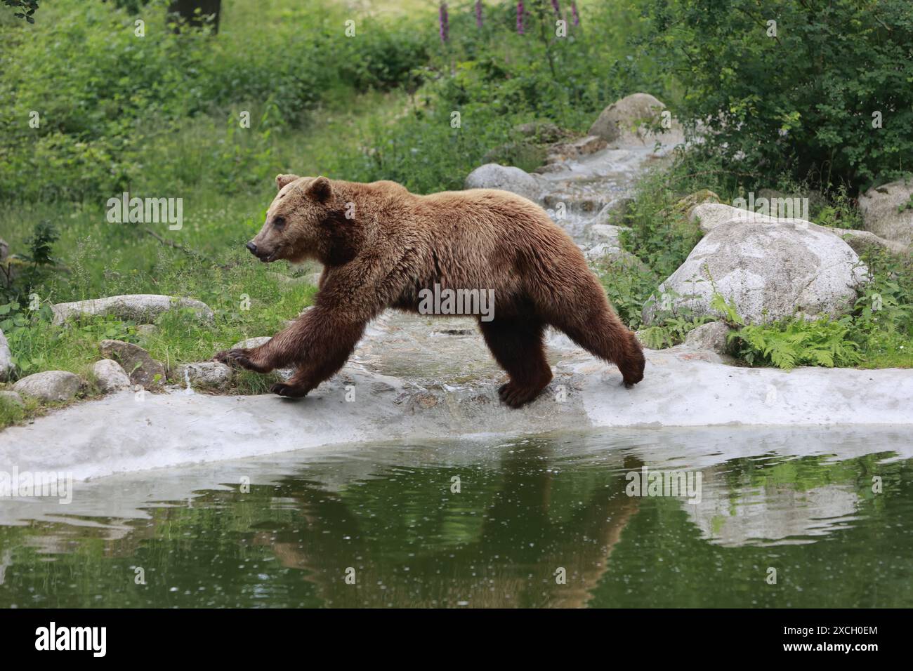Thale, Germany. 17th June, 2024. Brown bear Moritz is out and about in ...