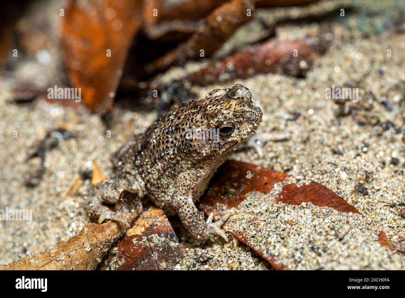 Rhinella humboldti, Riveros toad, species of toad in the family ...