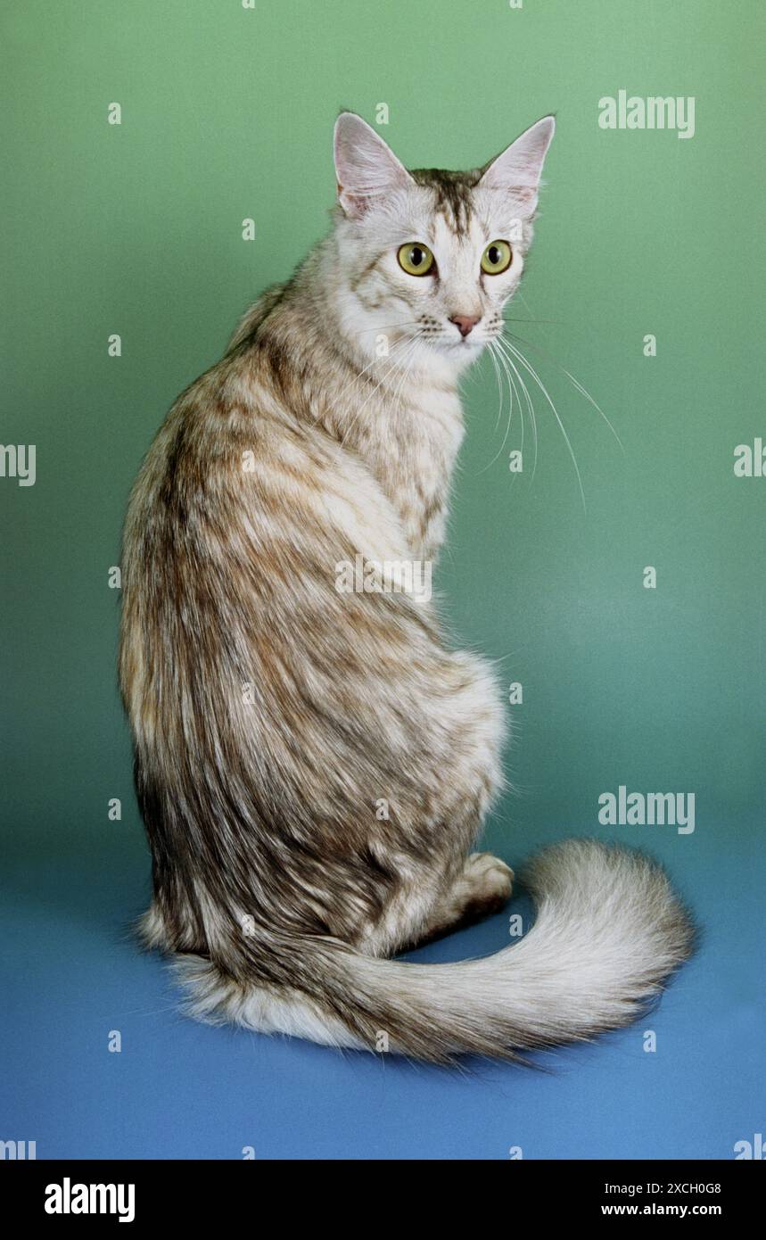 Chocolate Silver Shaded Tortie Angora on Green to Blue Background Stock ...