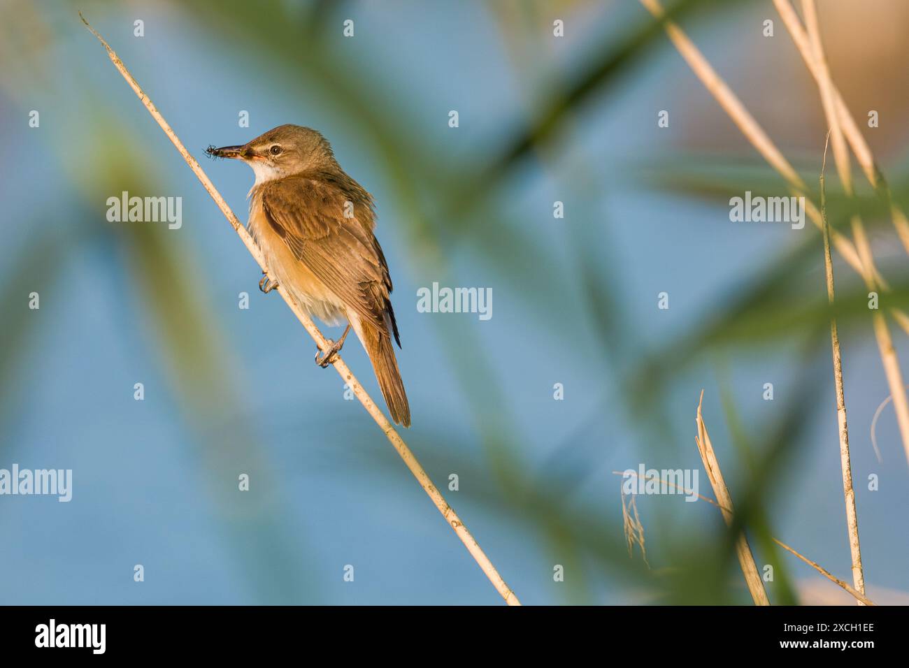 The great reed warbler, Acrocephalus arundinaceus. Reed warbler with ...