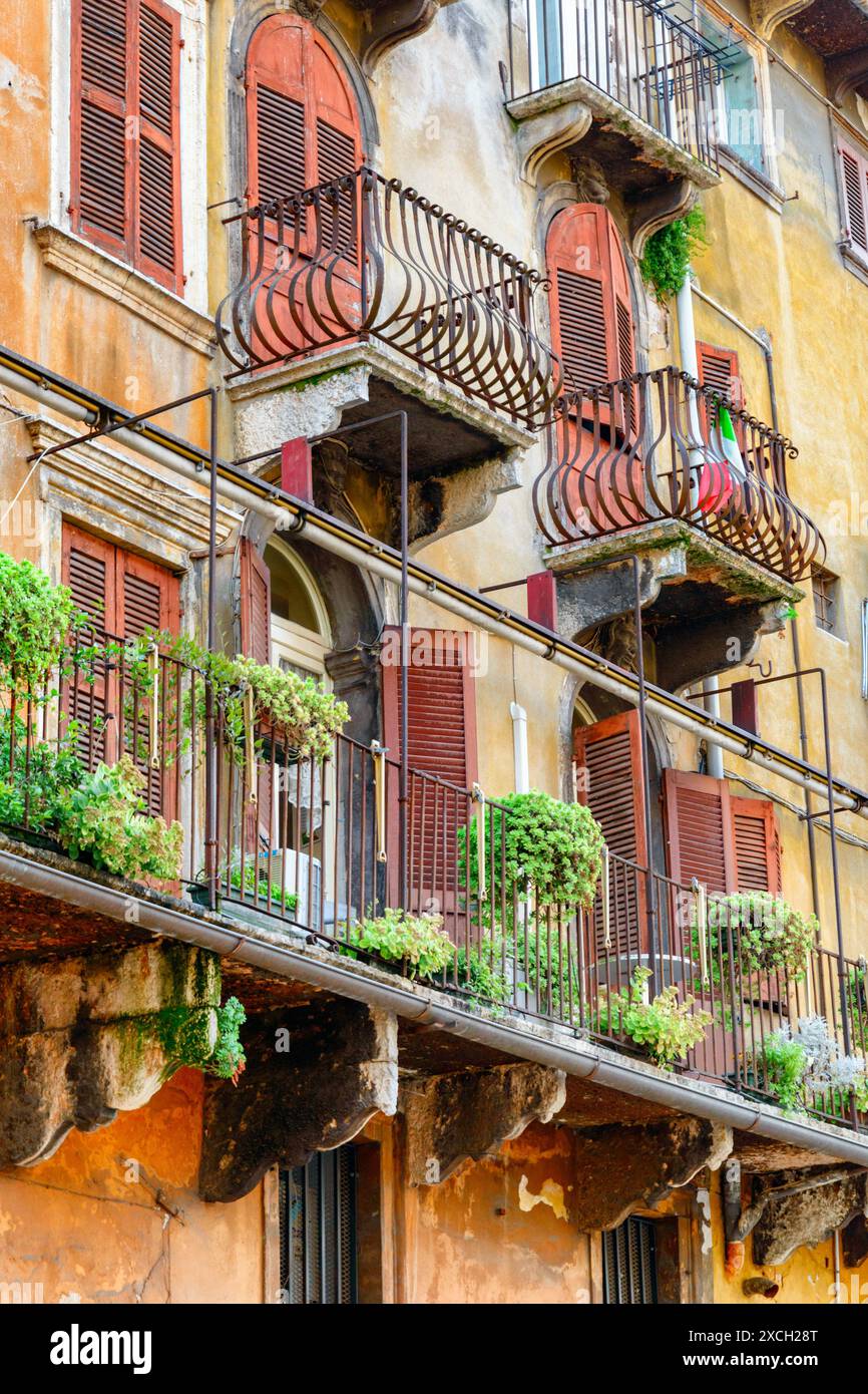 Beautiful balconies of old house decorated with plants in pots, Verona ...