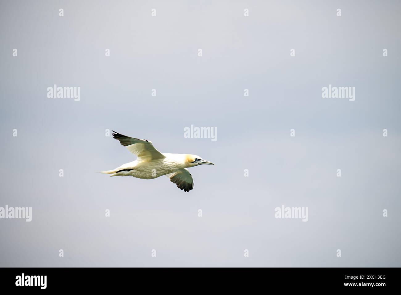 A Gannet bird, Morus Bassanus, in flight, flying over cliffs at Bempton ...