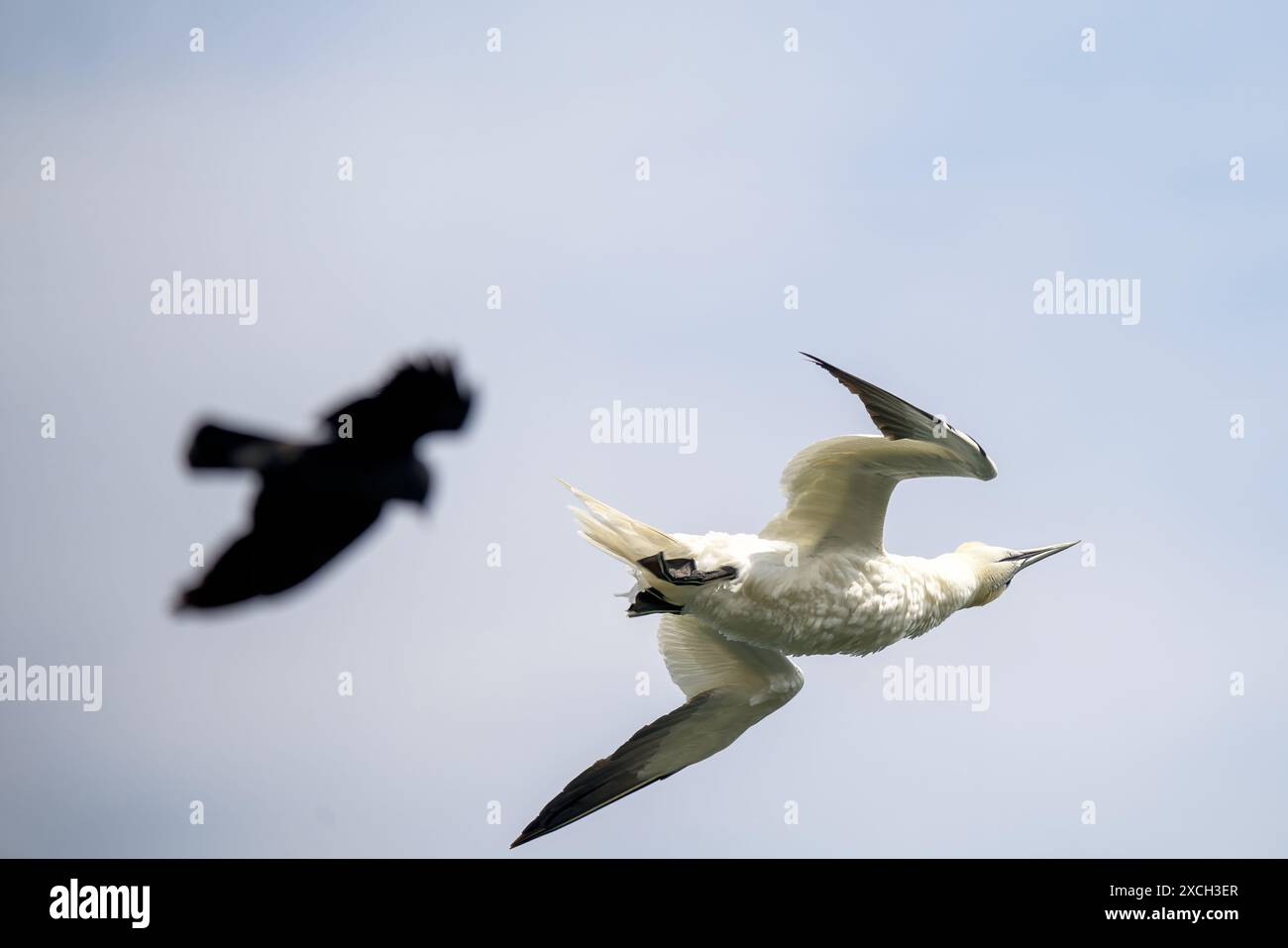 A Gannet bird, Morus Bassanus, in flight, with its head twisted flying ...