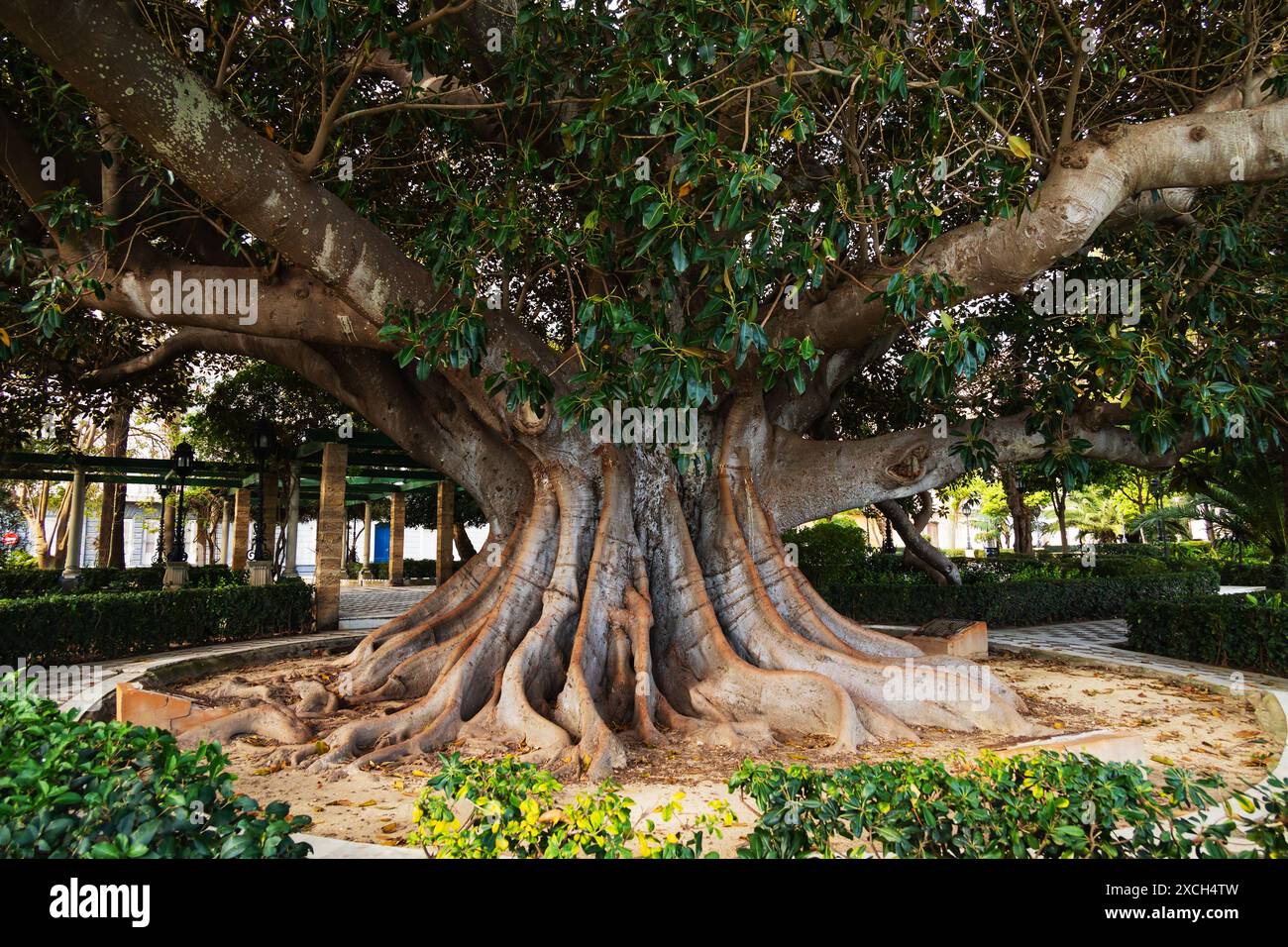 Giant Rubber fig tree, Ficus elastica, in Park, Jardines clara ...