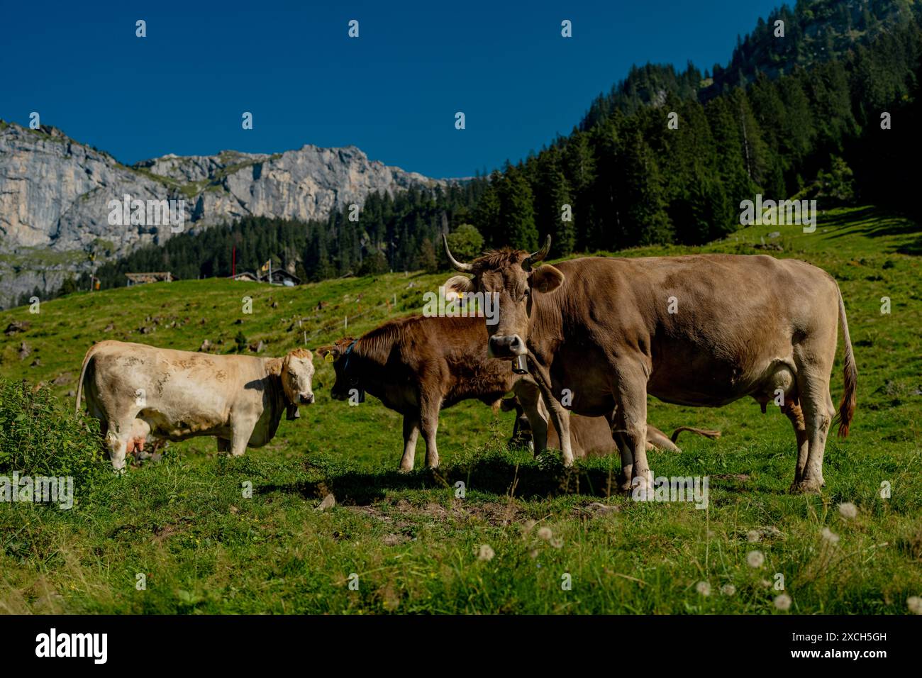Cow on a summer pasture. Herd of cows grazing in Alps. Holstein cows ...