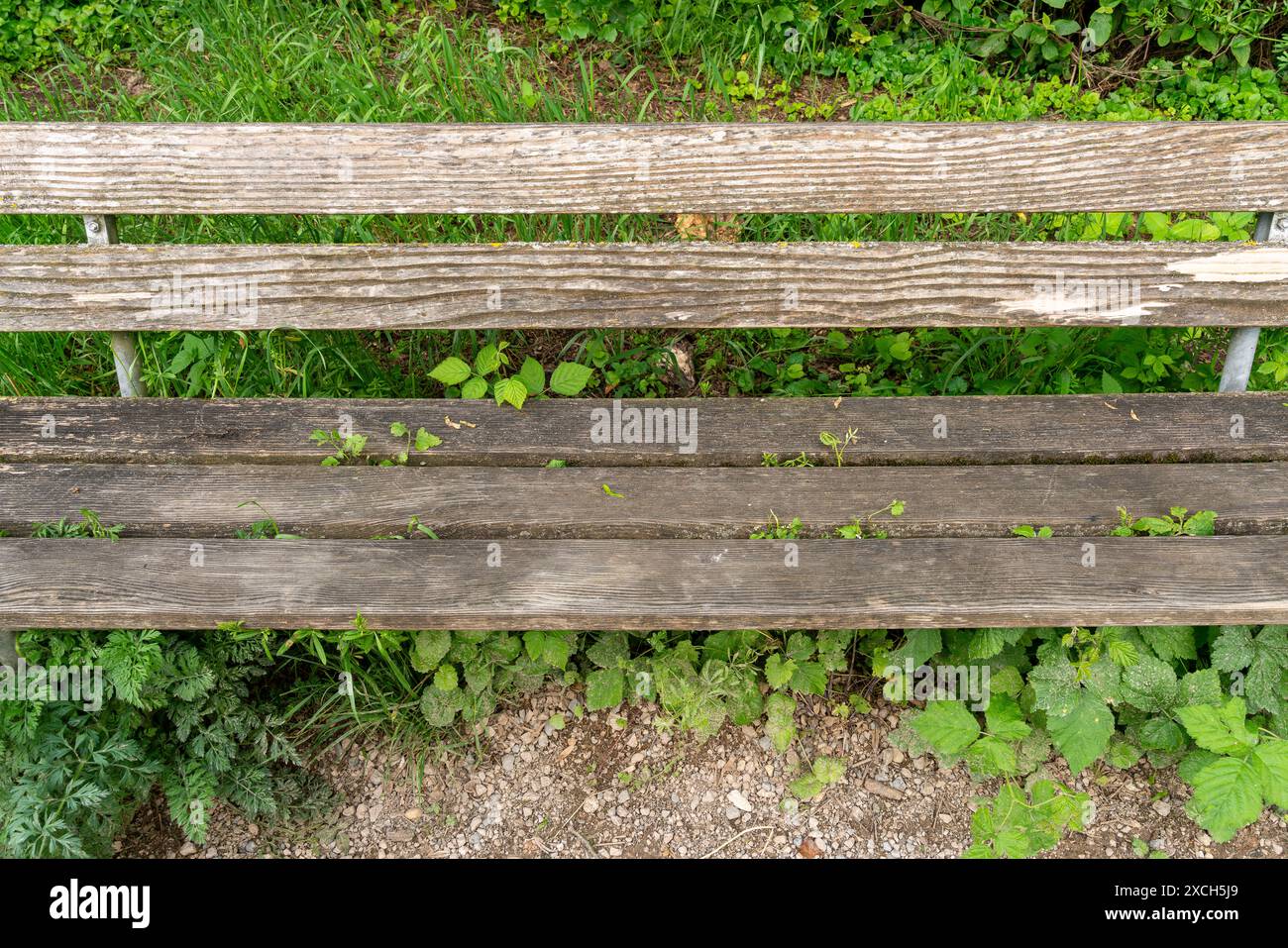 Old weathered bench, partly overgrown, on a path through the woods. 45 ...