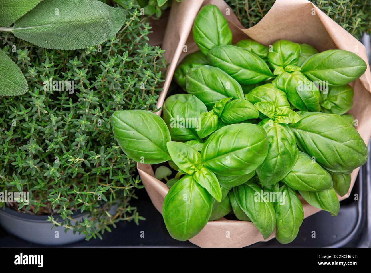 Herbs cultivation hi-res stock photography and images - Alamy