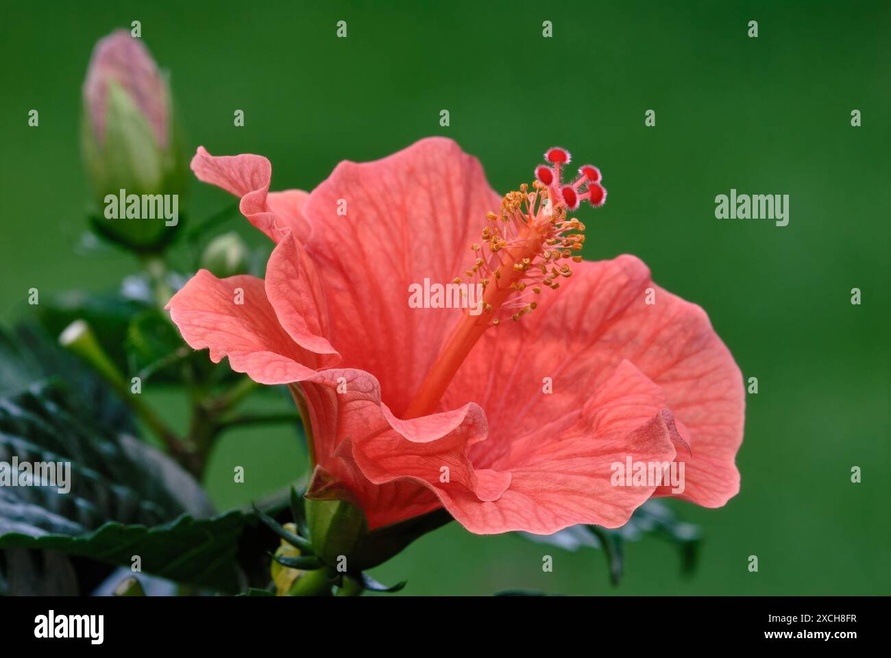 Rosa chinensis hi-res stock photography and images - Alamy