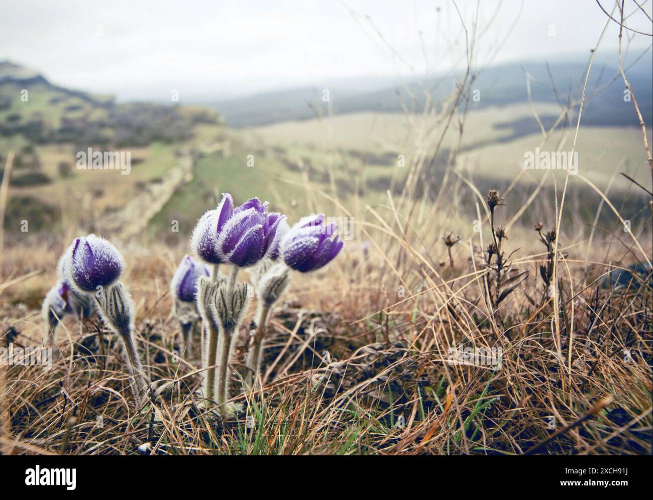 purple mountain flowers in Crimea Stock Photo - Alamy