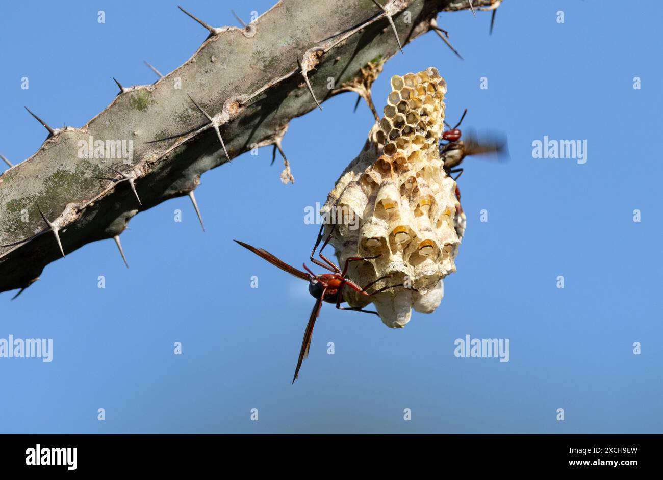 Belonogaster dubia hi-res stock photography and images - Alamy