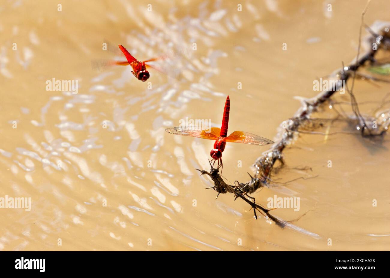The Orange-winged Dropwing is a brilliantly coloured dragonfly that ...