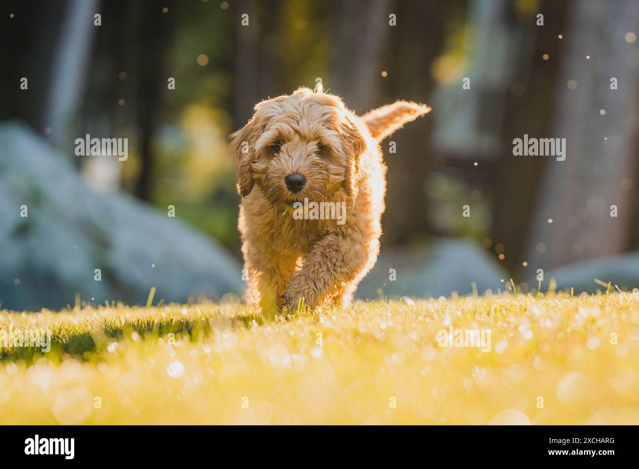 Running goldendoodle hi-res stock photography and images - Alamy