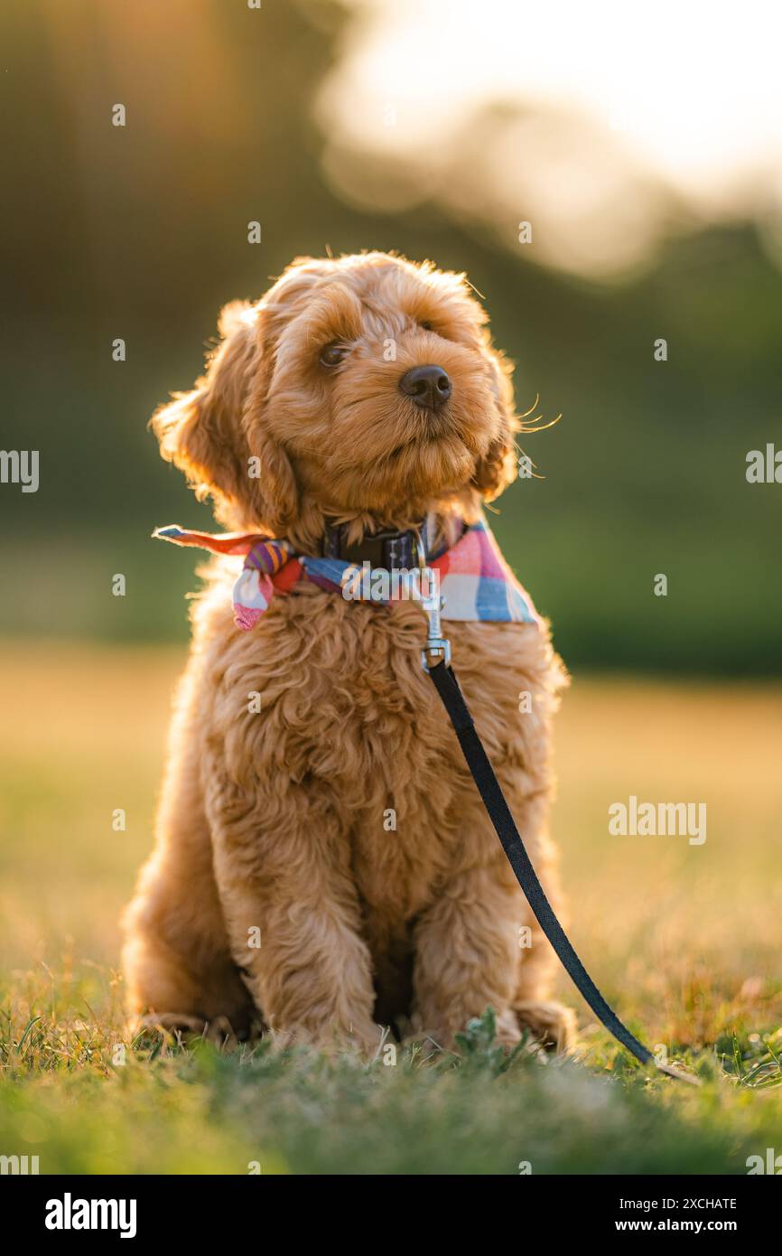 Brown male puppy sitting outside at sunset waiting for a treat Stock ...