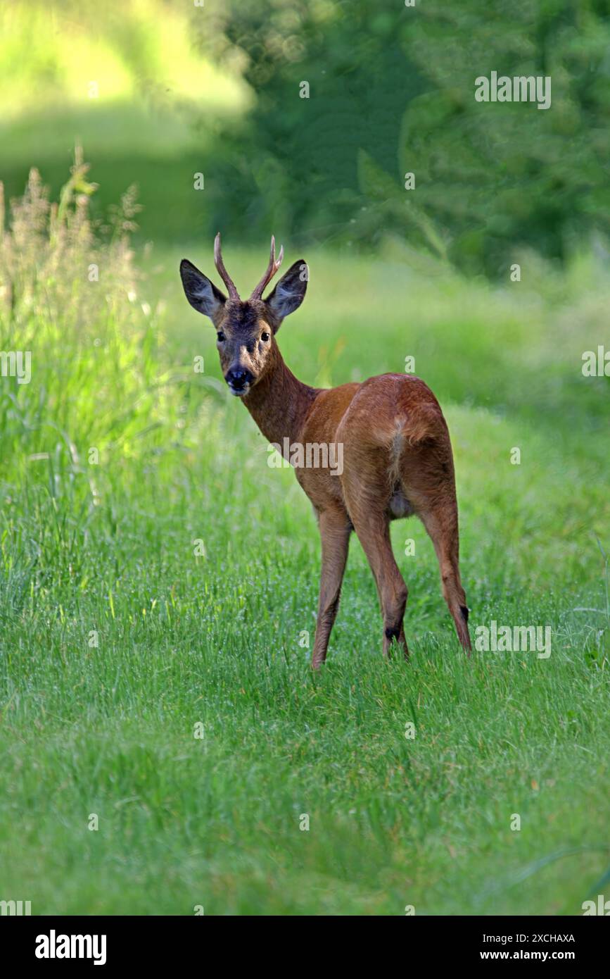 British wild roe deer looking back Stock Photo - Alamy