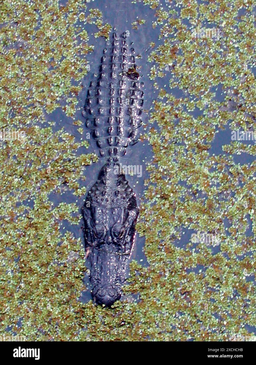 the crocodile belongs to the genus of lizards and can grow very large ...