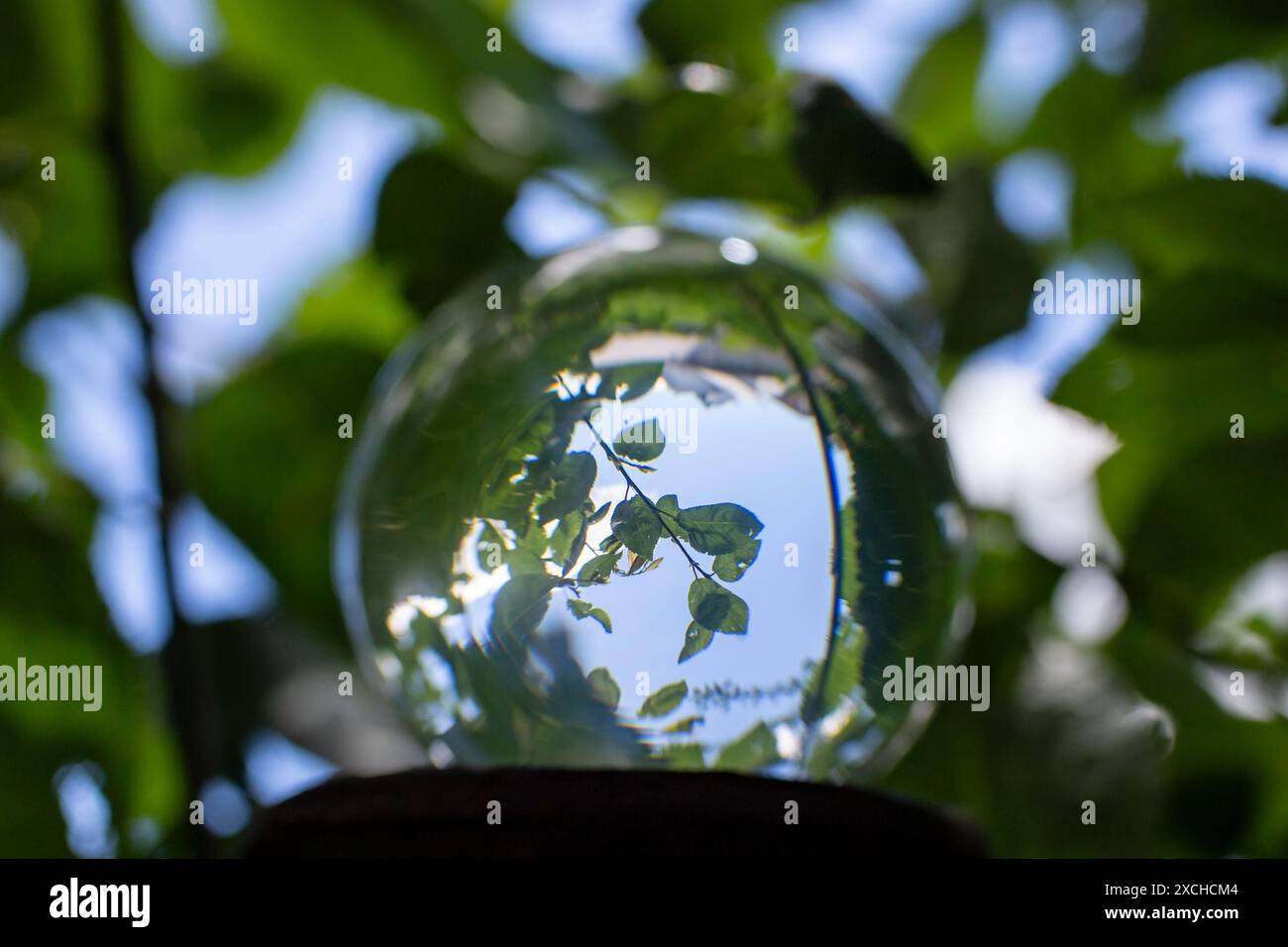 Lens ball in a tree, leaves reflections with blue sky and clouds. Soft ...