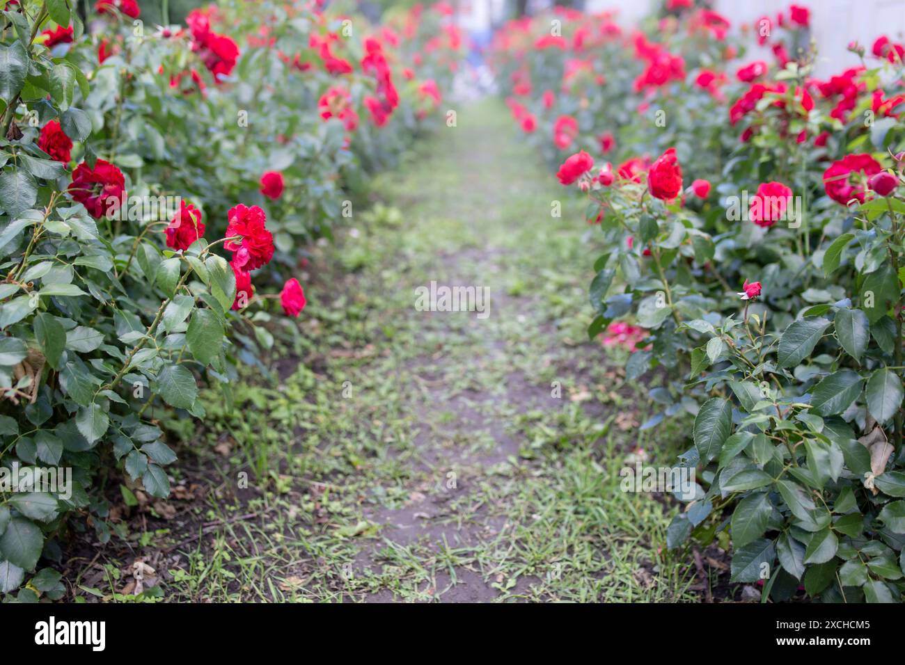 Pathway alley between red roses rows, soft focus backdrop, natural ...