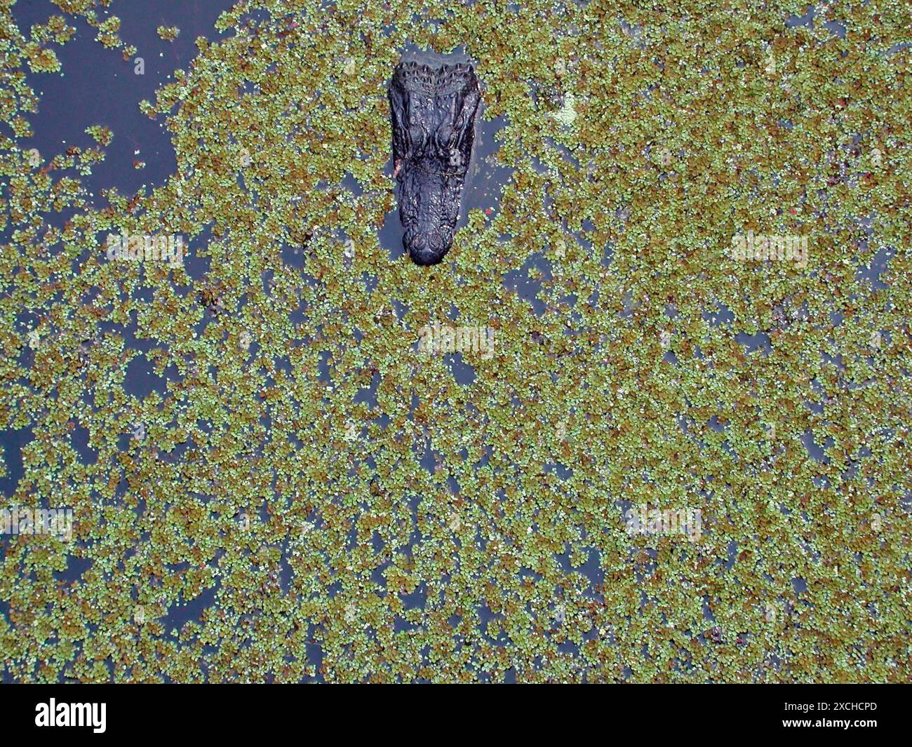 the crocodile belongs to the genus of lizards and can grow very large ...