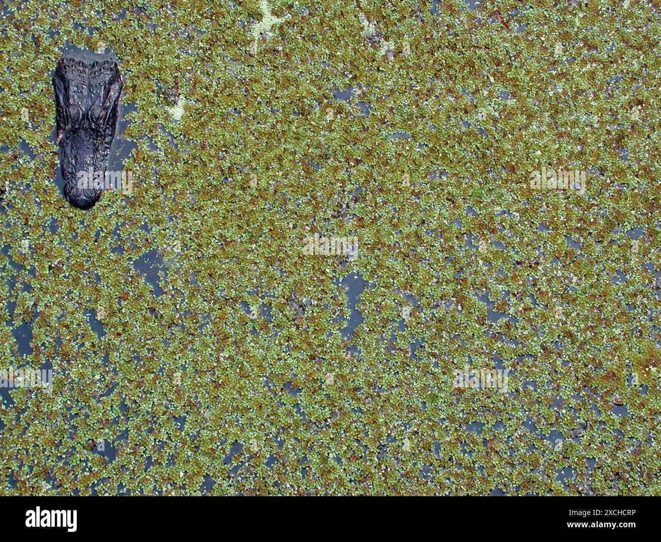 the crocodile belongs to the genus of lizards and can grow very large ...