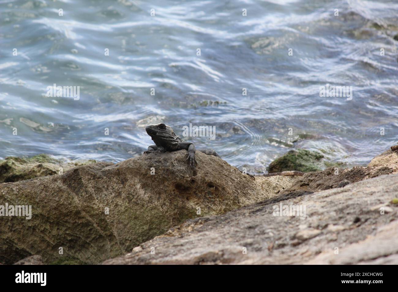 a lizard, an animal as part of the reptile family lizard, an animal ...