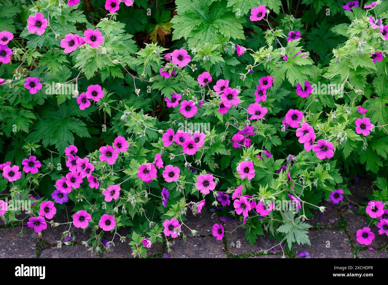 Closeup of the magenta flowers with a black eye of the hardy herbaceous ...